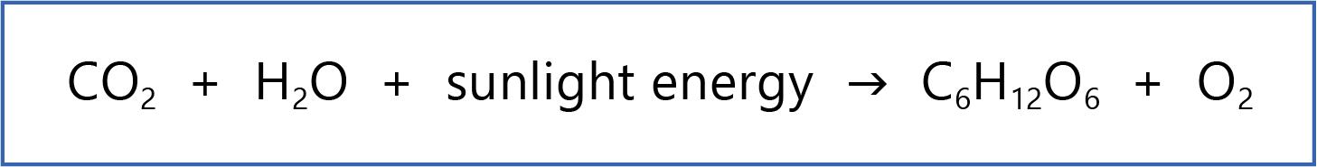 Spice Of Lyfe Chemical Equation Of Photosynthesis In Words spice-of-lyfe-chemical-equation-of-photosynthesis-in-words